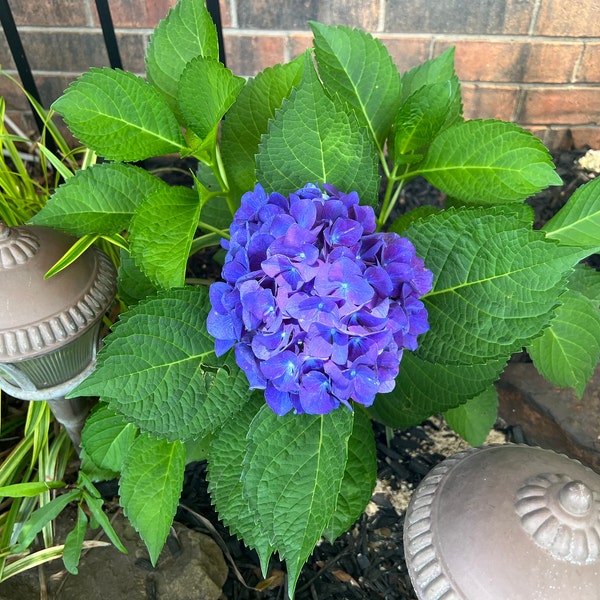 The Sacred Heart of Christ With Scroll Points Heirloom Bronze Rosary ...