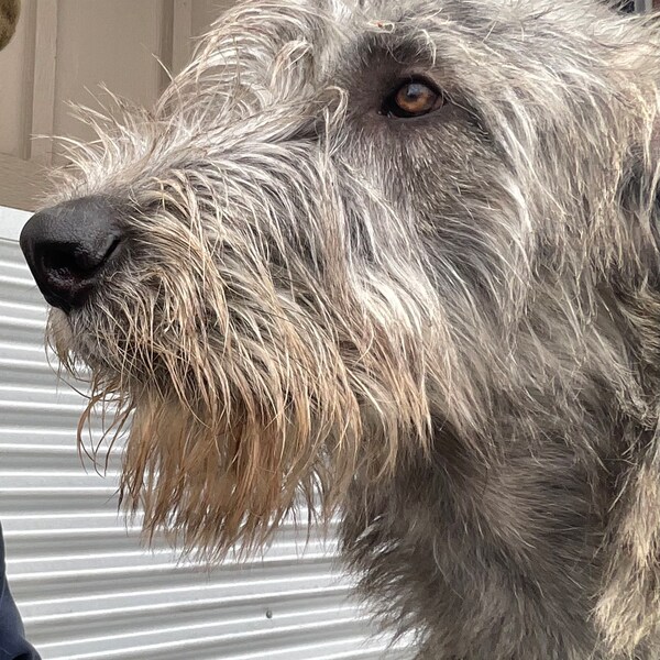 Baby and Little Girls Mermaid Tail Overlays and Backgrounds Bundle for ...