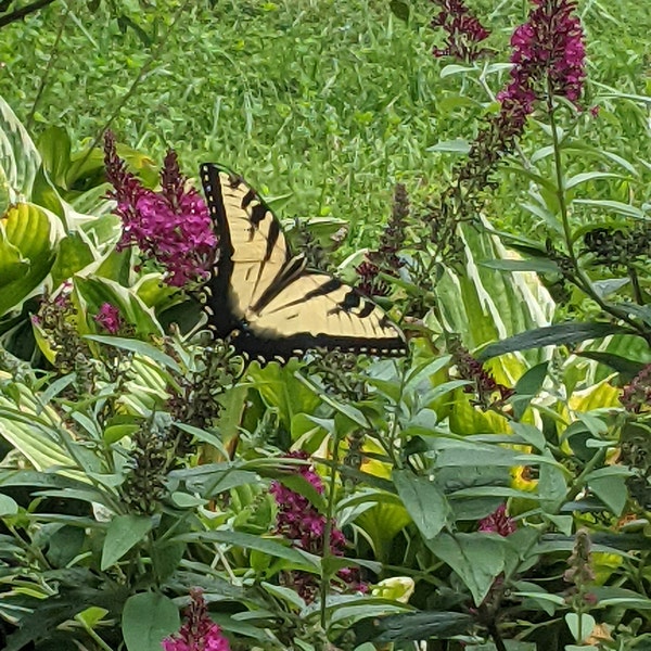 Seashell Couture, Summer Junk Journal Pages, Printable Collage Supplies ...