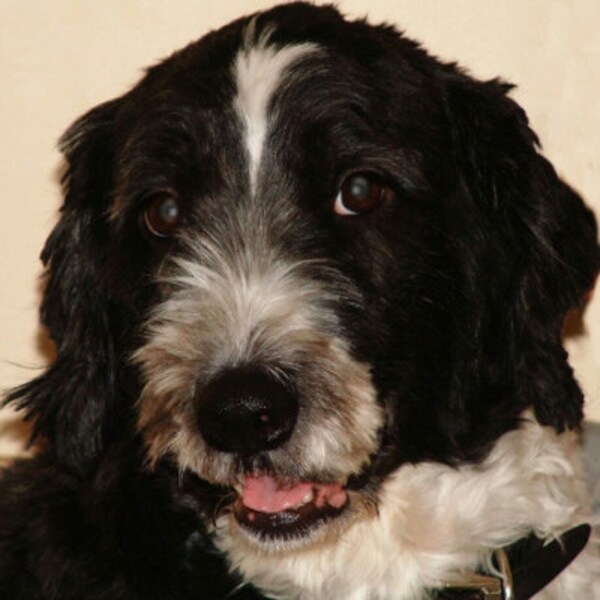 Idrija Bobbin Lace Pattern-heart - Etsy