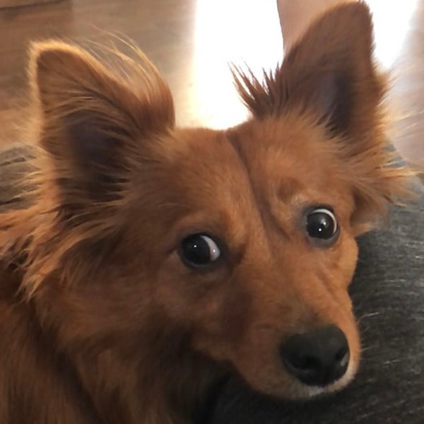 Northern Tracks Quilt PATTERN by Tiffany Hayes of Needle in a Hayes ...