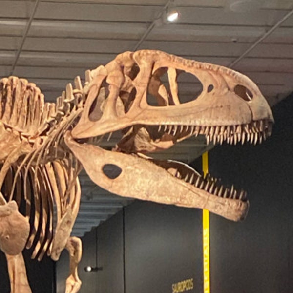 Crochet PATTERN No 1624 Pink Cheshire Cat Pattern by Krawka, Alice in ...