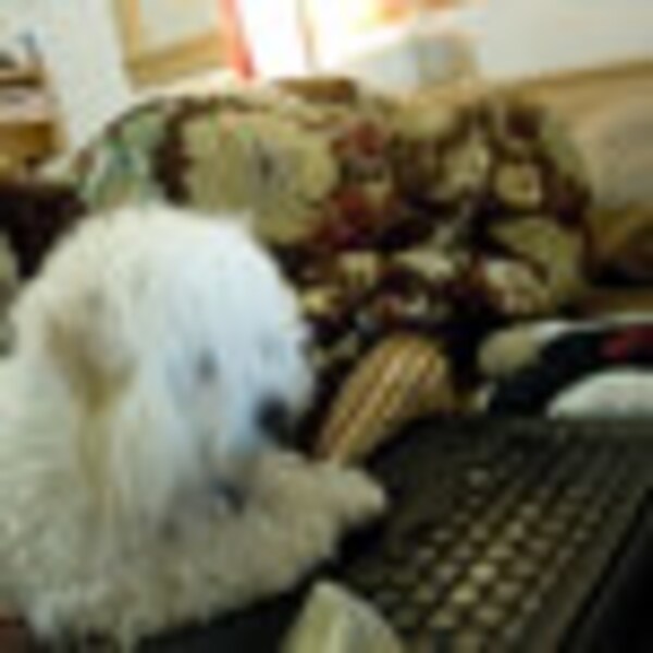 Fairy Cards Printable Download - Etsy