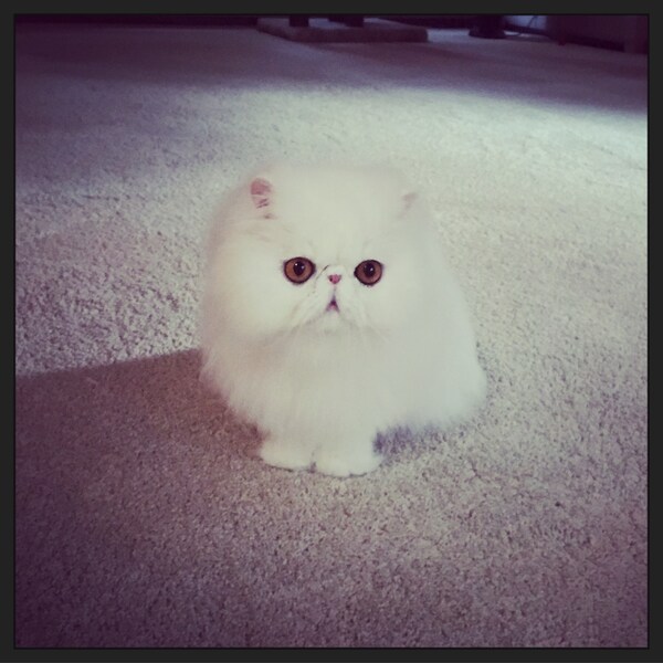 Ficus in Vintage Vessel PRINTABLE ART Muted Toned Art - Etsy