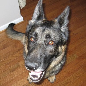 HODOR A-0085 Funny Die Cut Decal Sticker Not Printed - Etsy