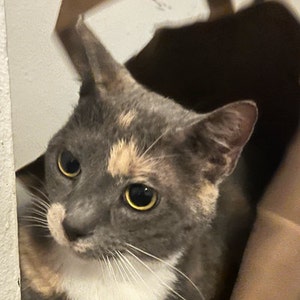 Hollow Foam Dragon Tail Pattern - Etsy