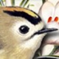 maimiesmerchantile - Etsy