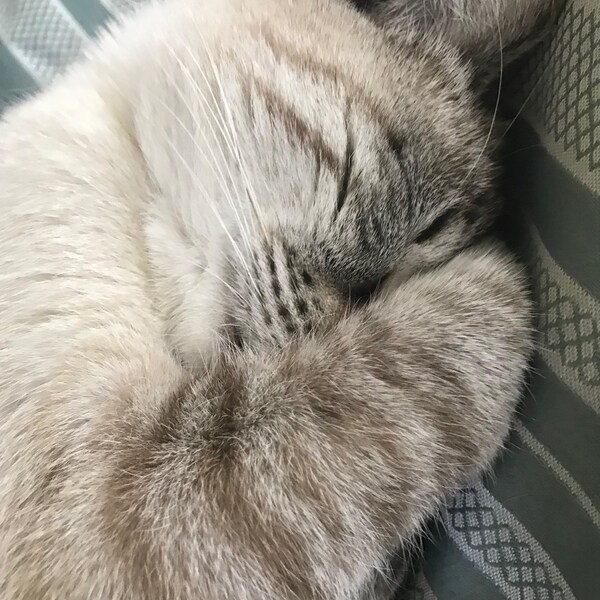 FLOATIE SVG Summer Pool Party Cut Files - Etsy