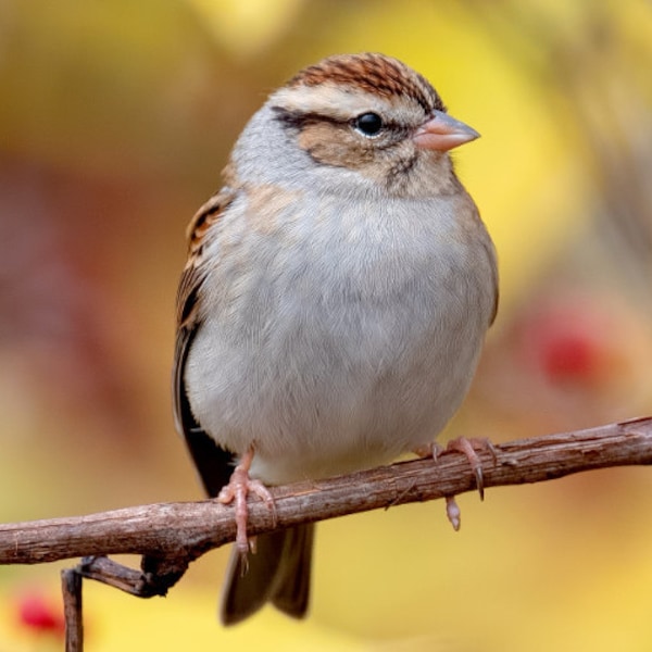 Crochet Pattern Bandage Rabbit Amigurumi Pattern Rabbit - Etsy