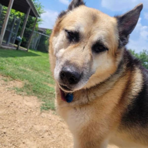 Funny Hat, Weird Hat, Born to Dilly Dally Hat, Meme Hat, Cute Hat ...