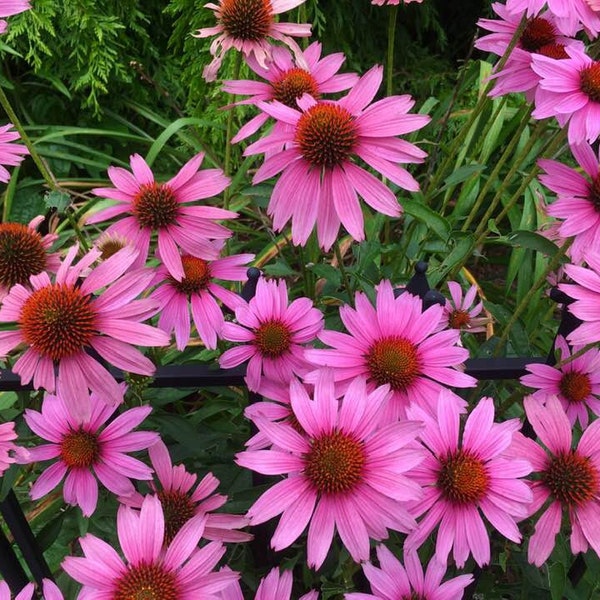 NEW Sobral Indiana Mix Yellow - Etsy