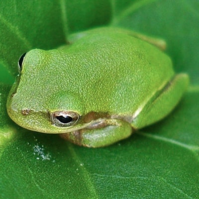 limefrog on Etsy