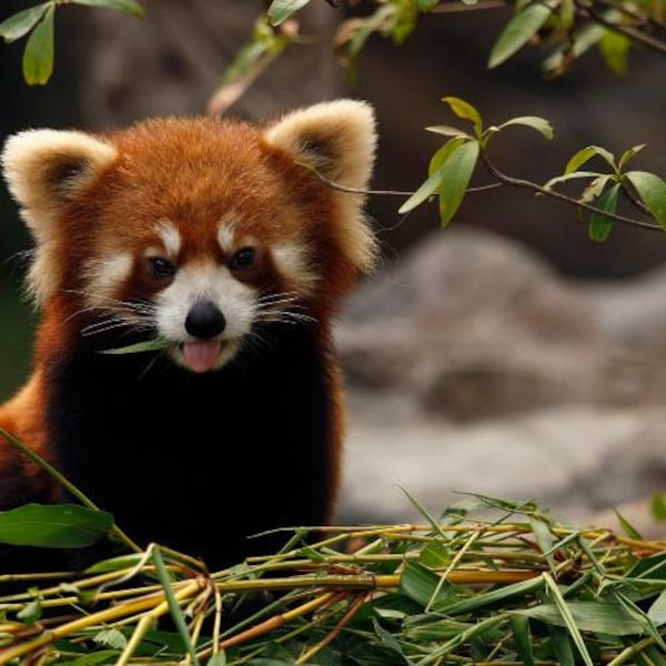 Renaissance Faire Festival Lace Utility Hip Belt Pouch Bags - Etsy