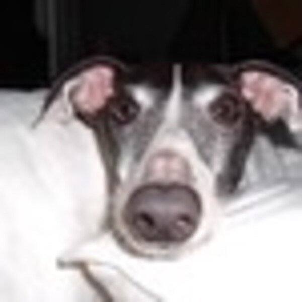 Planner Bundle Printable, Digital Planner, Daily Schedule, Cat Monthly ...