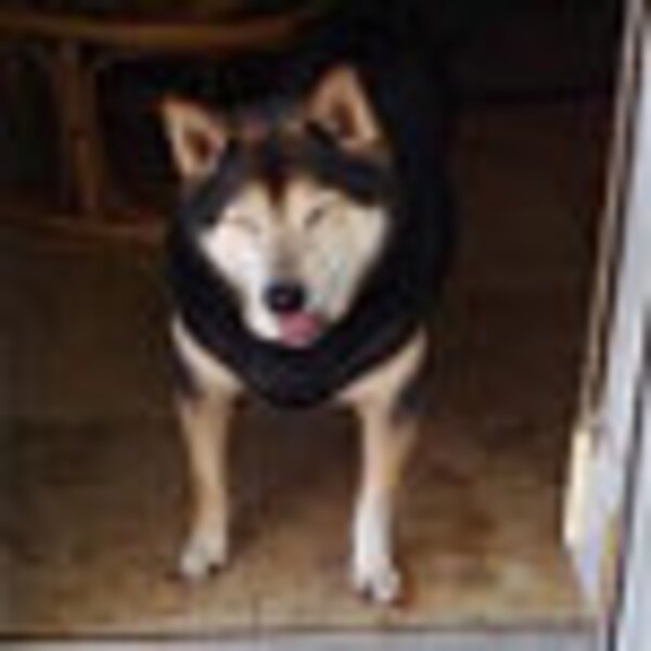 Large Disc Cutter 1/2 to 1 Inch Five Punches 2 - Etsy