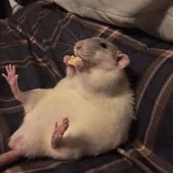 Lane Rhythm Headboard Queen - Etsy