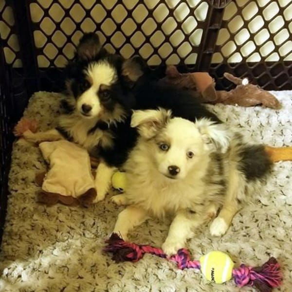 Rose Garden Border Bundle Seamless Pioneer Woman Border Design Instant ...