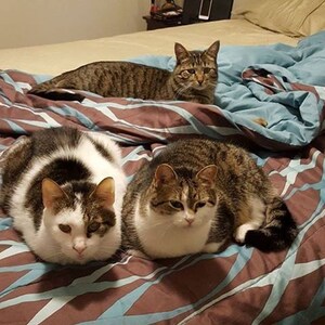 Flowers Bloom Cat Spiral Notebook, Floral Cute Cat Notebook Journal ...