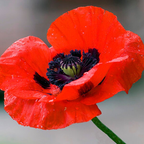 Happy Christening Cross Cake Topper SVG Baptism Cake Topper Digital ...