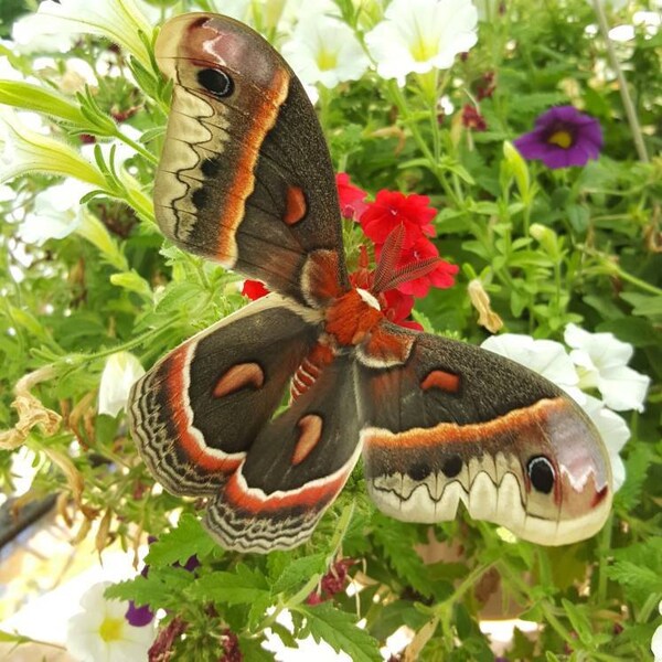 Rare Giant Indian Corn Seeds X50 Easy to Grow Colorful Massive Ears - Etsy