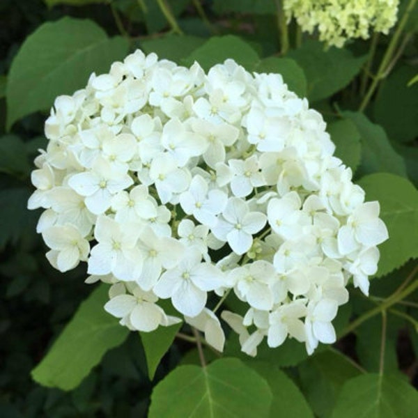 Kentucky State Sticker, Kentucky Travel Sticker, Kentucky Water Bottle ...