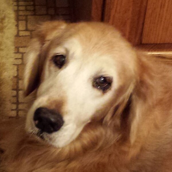 Honkai Star Rail Astral Express Ticket Double-sided Glitter Keychain - Etsy