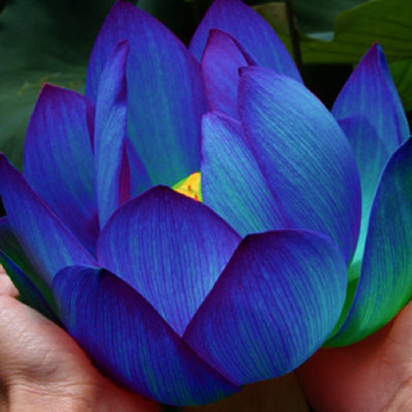 Sudarshan Chakra, Neela Chakra, Divine Sign - Etsy