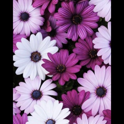 Denise Combs's favorite items - Etsy