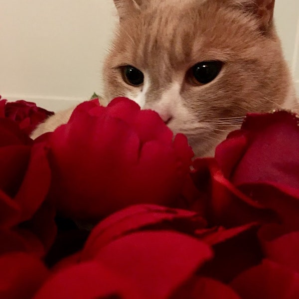 2in1 Crochet Pattern Brownie the Calico Cat and White Meow, Soft Toy ...