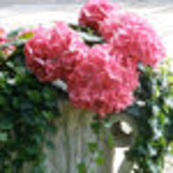 INSTANT DOWNLOAD Peter Pan Baby Shower Bingo Game Printable Peter Pan ...