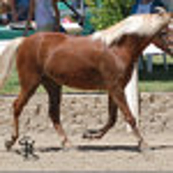 Cornhole Bags Set of 8 17 Colors to Choose From Homemade Quality ...