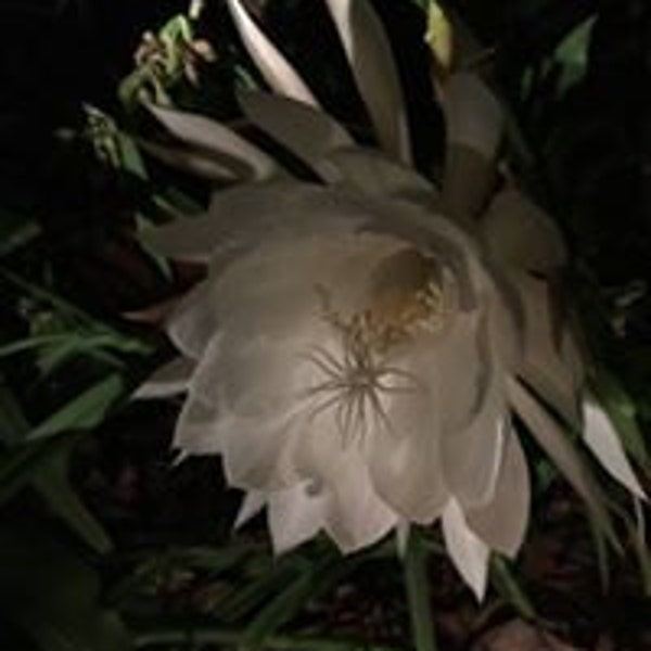 50 Cubanelle Sweet Pepper Seeds Pimiento Cubanela, Ají Cubanela Italian ...