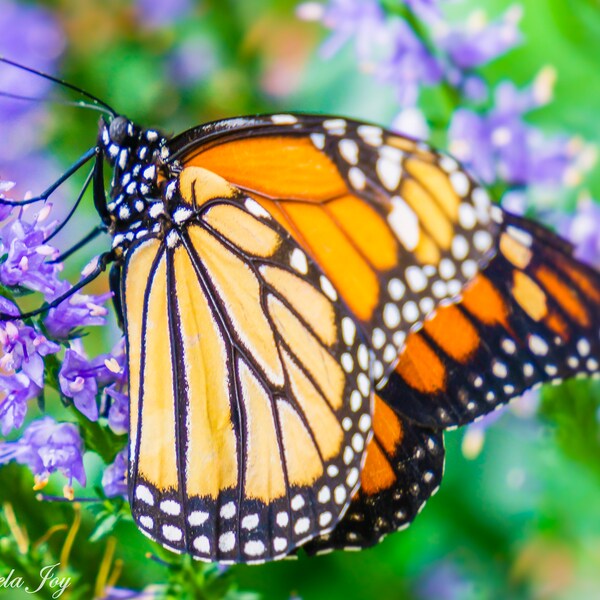 Autumn Overlays for Photoshop Digital Backdrop Autumn Leaves Overlay ...