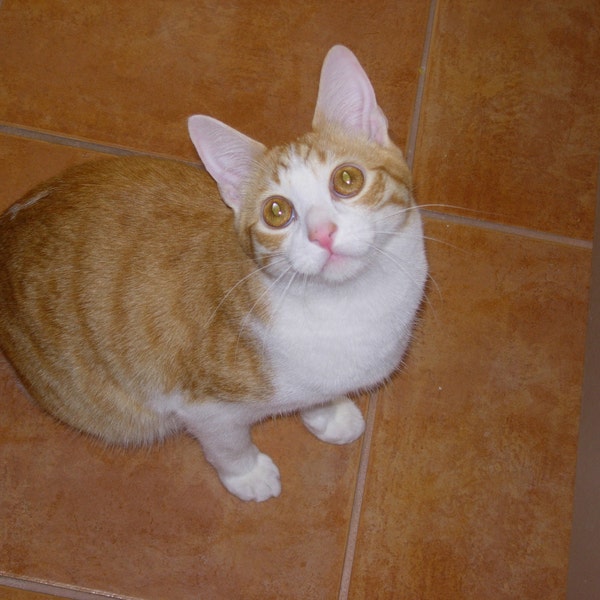 Antique Button Mold Flexible Silicone Push Mold, PMC, Art Clay Silver ...