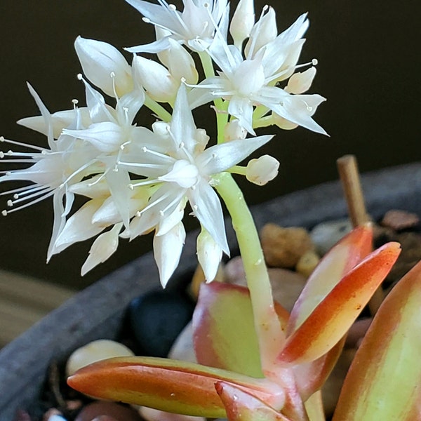 Statement Black Fire Opal Pendant/fire Opal Necklace/sterling Silver ...