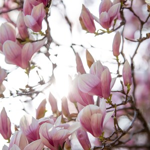 20 Tin Type Overlays, Photo Overlay, Vintage Textures, Vintage Overlays ...