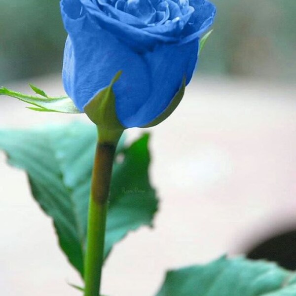 Ruby Nose Stud, 14k Solid Gold Nose Stud, Ruby Nose Pin,14k Gold, Nose ...