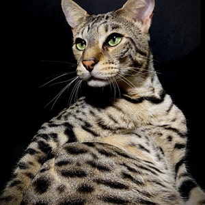 146 4k Fire Overlays Mega Bundle Enhance Your Edits Photoshop Overlays ...