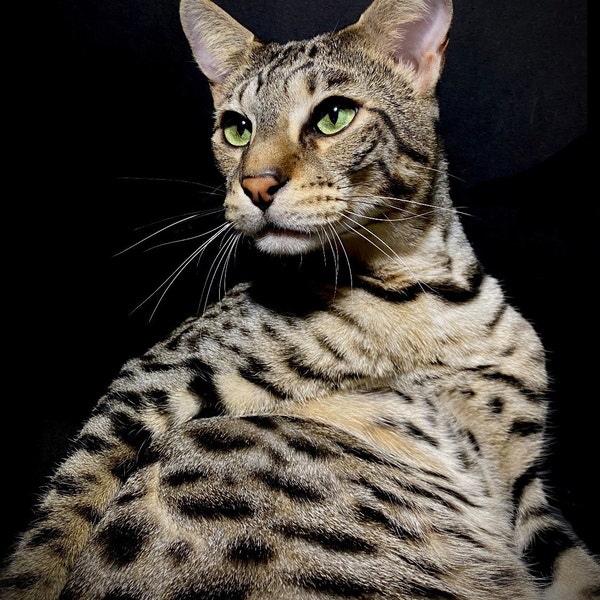 146 4k Fire Overlays Mega Bundle Enhance Your Edits Photoshop Overlays ...