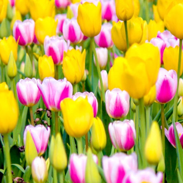 My Person Morse Code Bracelet, Personalized Bracelet, Gift for Best ...