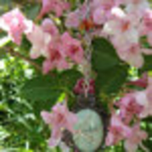 CROCHET PATTERN AMIGURUMI: Kyo the Baby Triceratops english/français ...