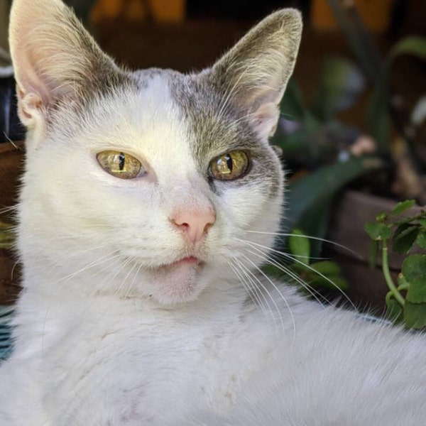 Bridal Tiara Crystal Tiara VALENTINA, Swarovski Bridal Tiara, Crystal ...