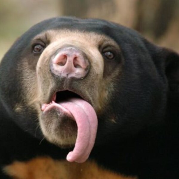 Tall Potion Enamel Pin - Etsy