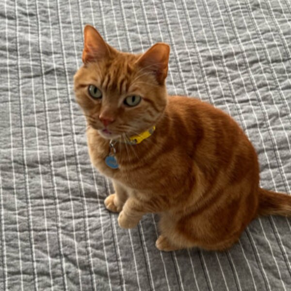 3FT Pumpkin Mini Inferno Skeleton LED Horror Scary Halloween Brand New ...