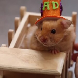 Superlative Awards for End of the Year, Award Certificates for ...