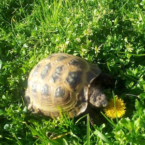 Moon Sprite Critter Stitch Crochet Pattern / Amigurumi - Etsy