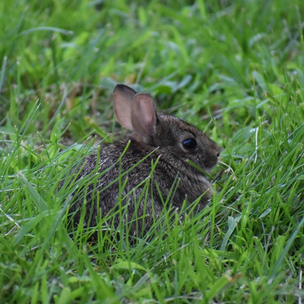 Jesus SVG, Jesus Cut File, Jesus DXF, Jesus PNG, Jesus Clipart, Jesus ...
