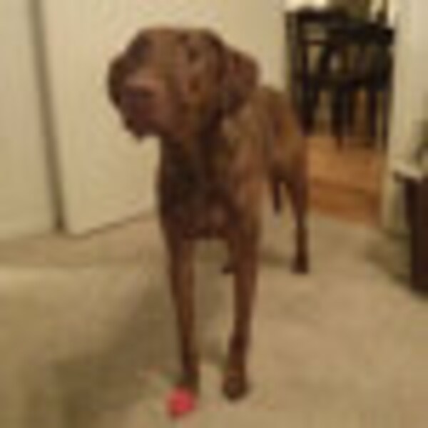 Word Puns, Funny Food Art, Printable Kitchen Decor, Do Not Grow Up ...