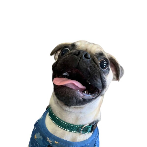 2 Color Options: Denim/foam Kaufmann Floral Pillowcovers.slipcovers ...