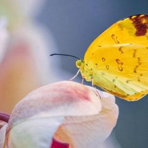 Spring Awakening Bloom Version PDF Quilt Pattern - Etsy